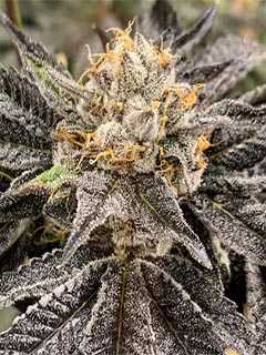 last sell strains